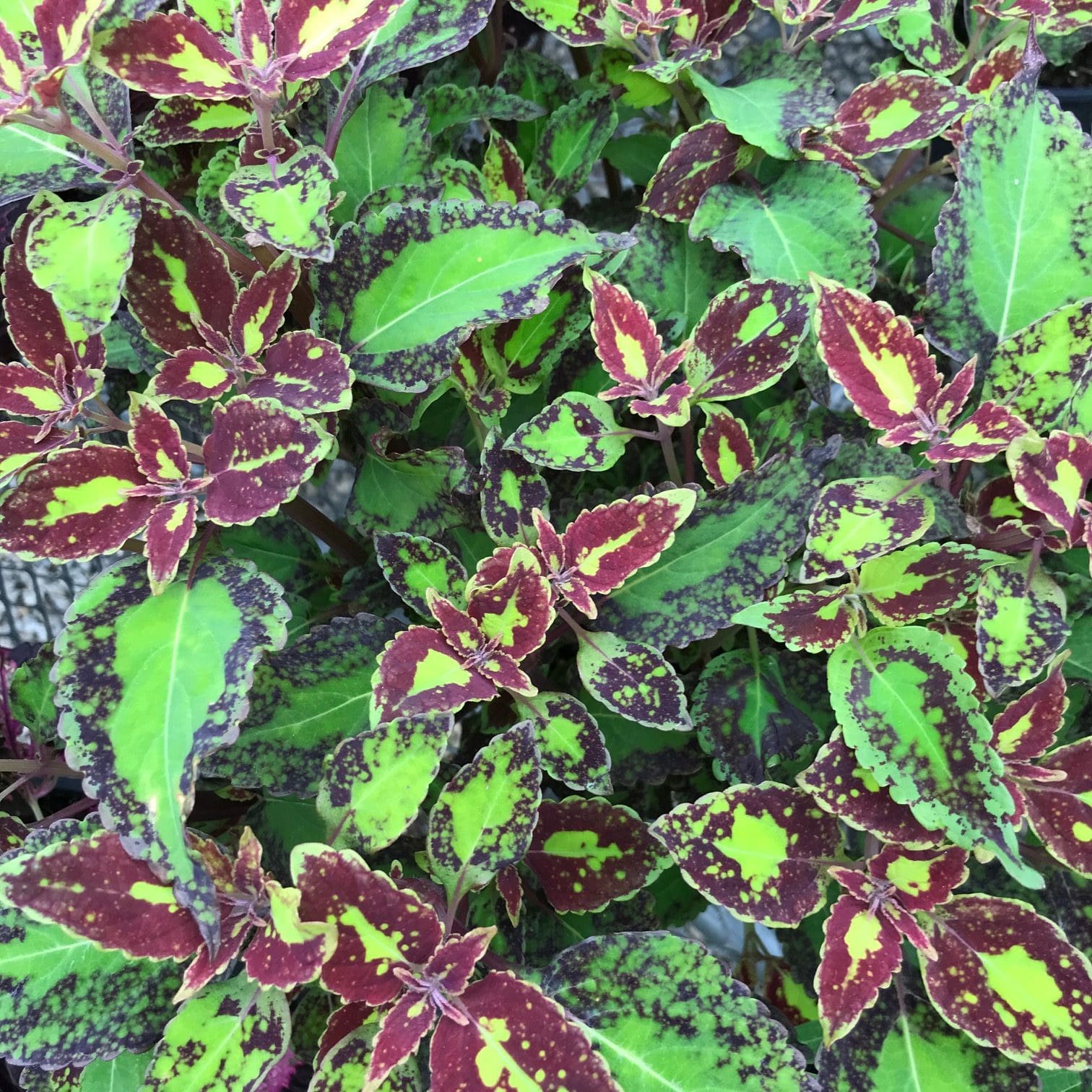 Mobile Create Order | Wright's Nursery & Greenhouse, Inc.
