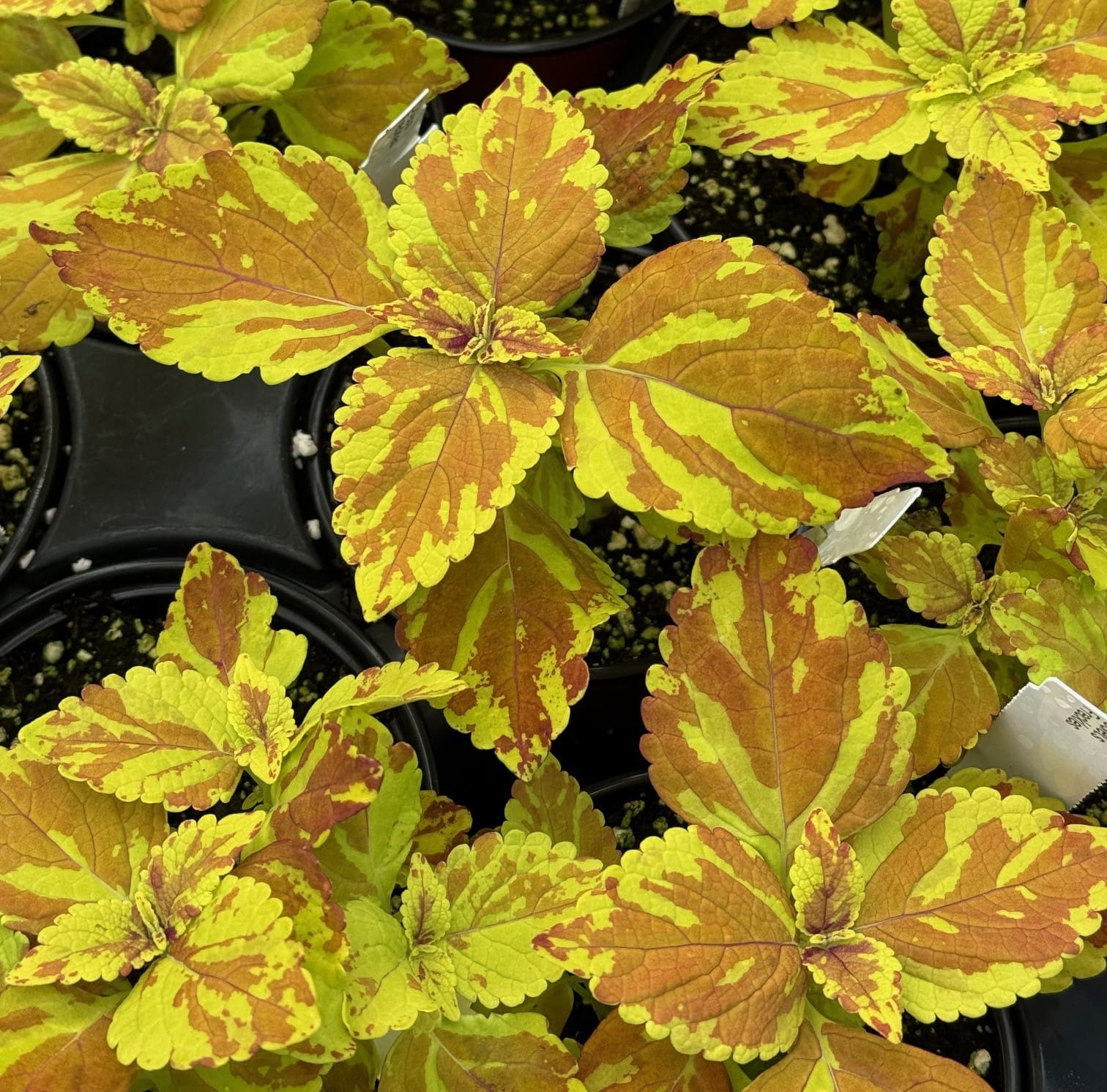 Mobile Create Order | Wright's Nursery & Greenhouse, Inc.